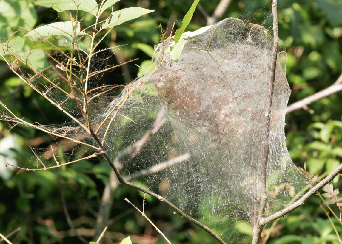 Spider webs in trees store